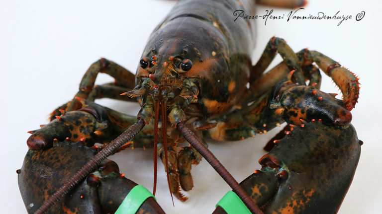 Homard grillé au Pastis et à la crème de Safran - Recettes et Cuisine à ...