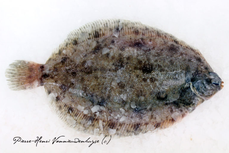 Recette de la Limande sole à la plancha, coquillages et chipirones au ...